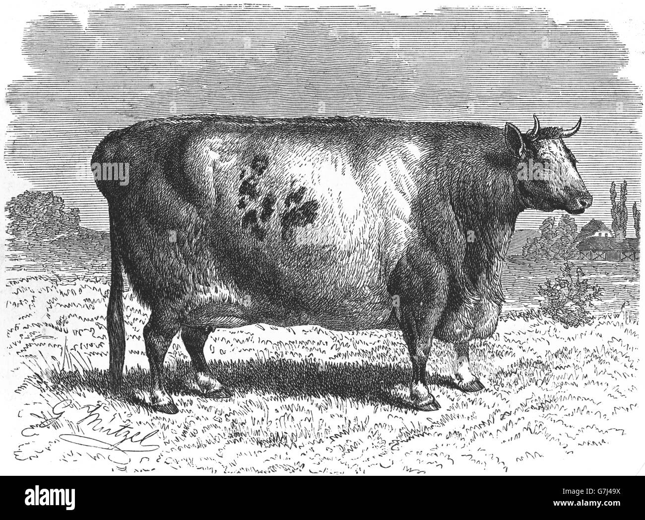 Durham Ox, Shorthorn breed of cattle, illustration from book dated 1904 ...