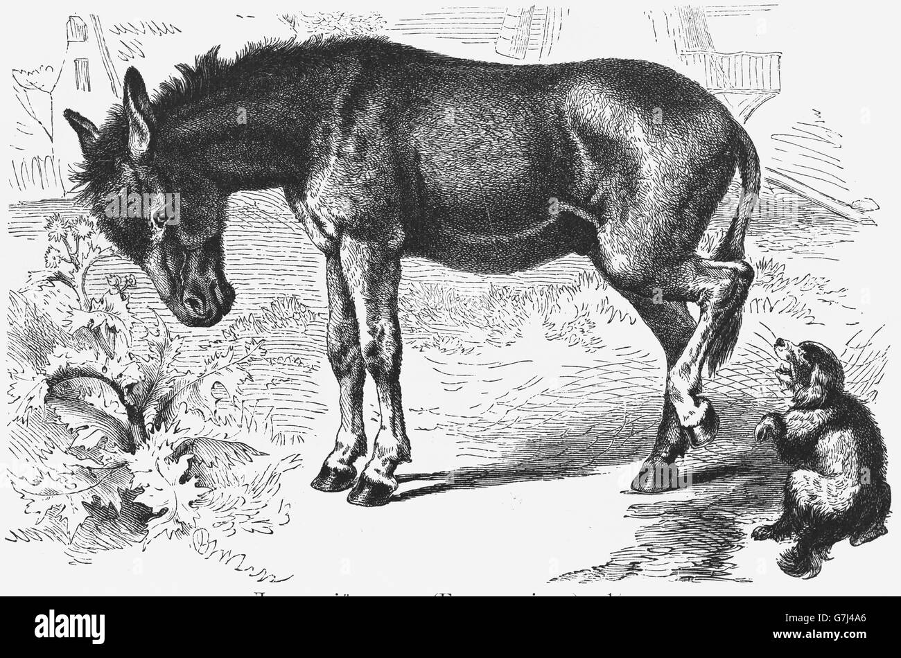 Donkey, ass, Equus africanus asinus, Equida, illustration from book ...