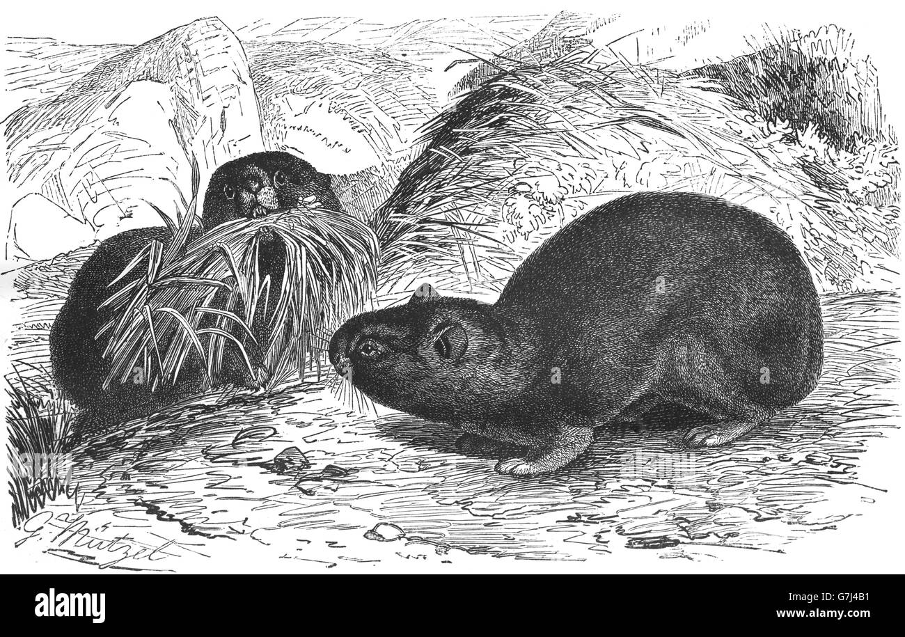 Alpine pika, Ochotona alpina, Ochotonidae, Lagomorpha, illustration ...
