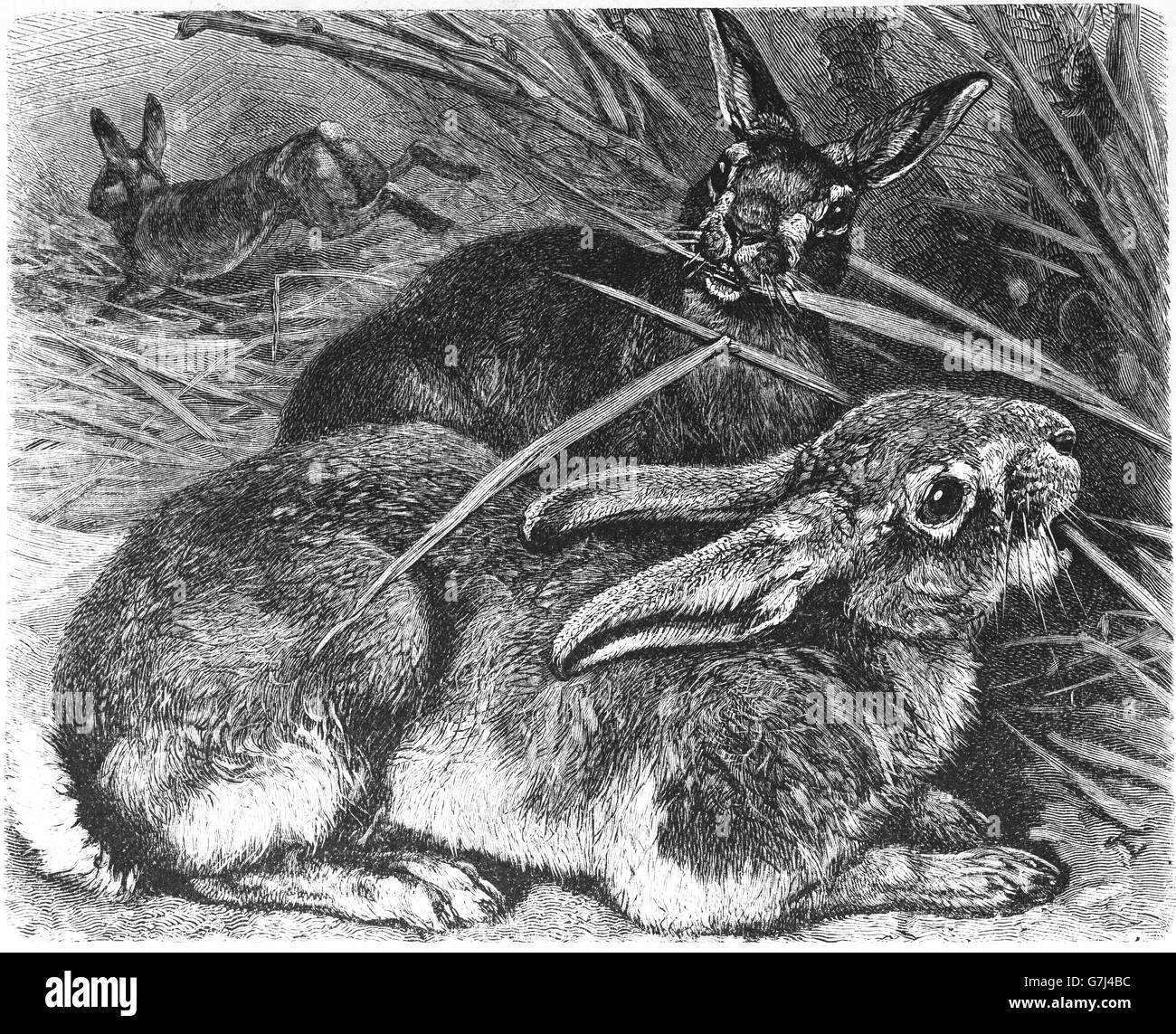 Mountain hare, Lepus timidus, illustration from book dated 1904 Stock ...