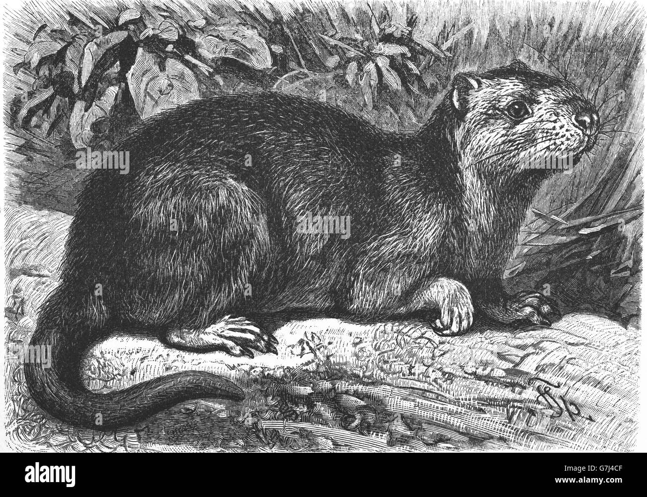 Desmarest's hutia, Capromys pilorides, Cuban hutia, illustration from ...