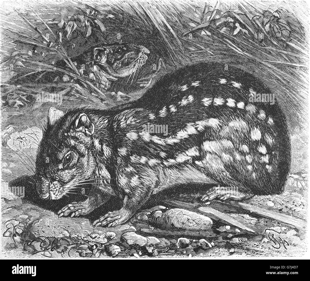 Lowland paca, spotted paca, Cuniculus paca, illustration from book ...