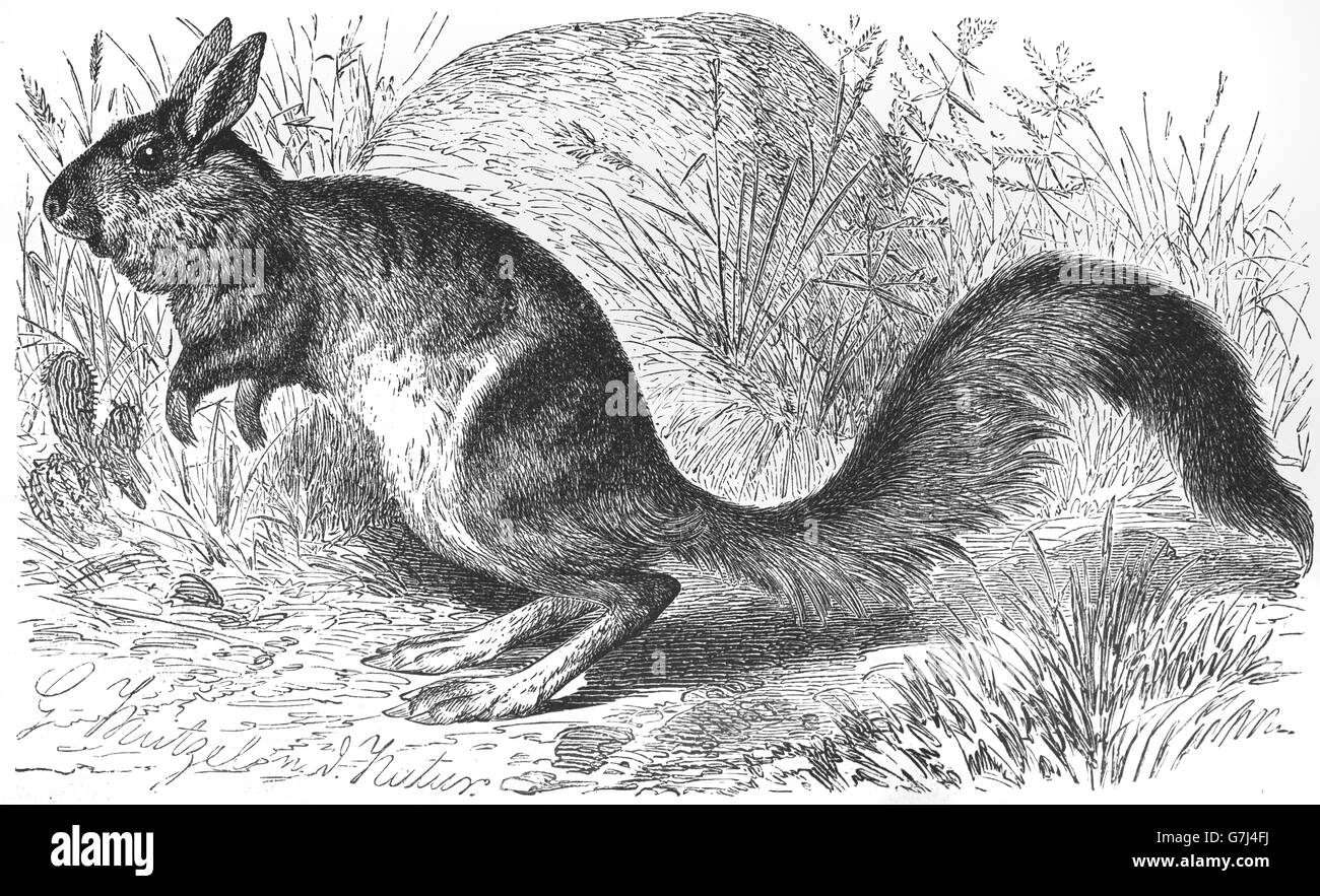 South african springhare pedetes capensis hi-res stock photography and ...