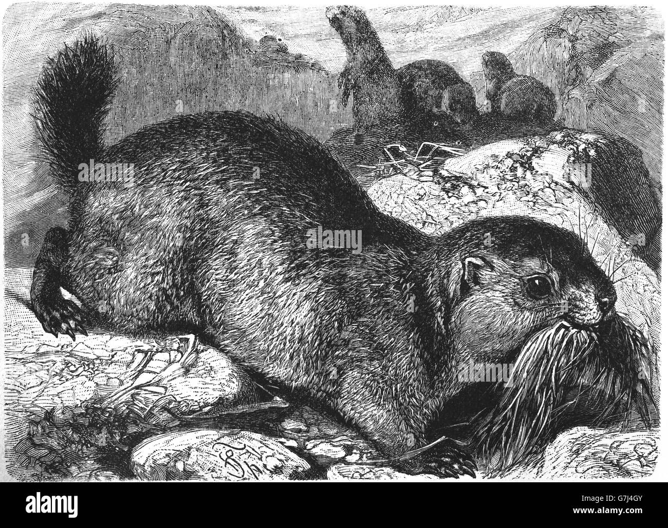 Alpine marmot, Marmota marmota, illustration from book dated 1904 Stock ...