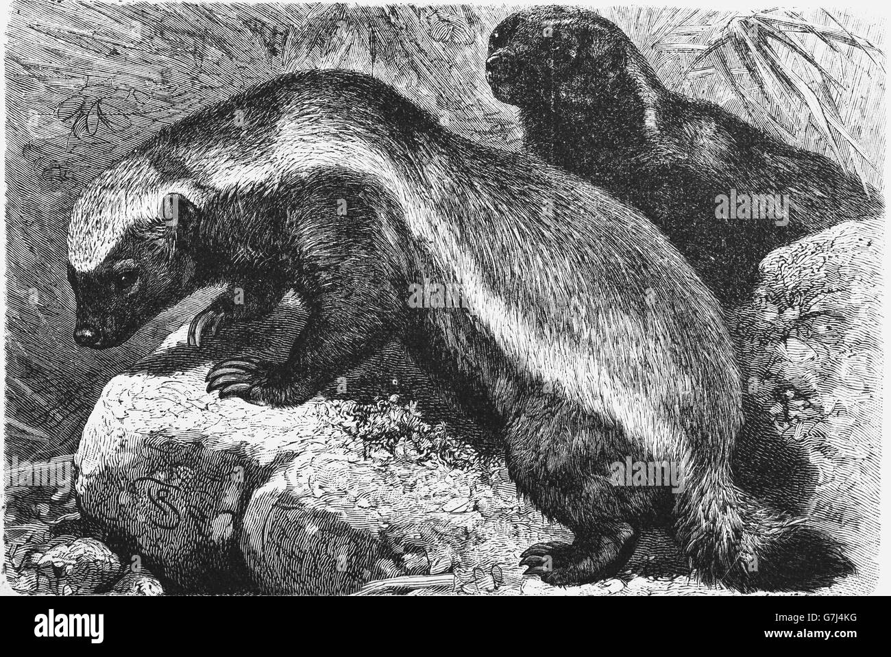 Honey Badger Black And White