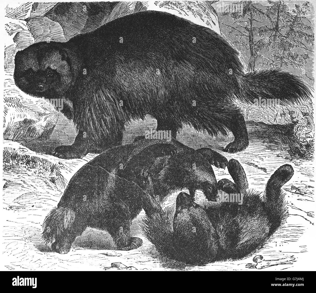 Wolverine Glutton Carcajou Gulo Gulo High Resolution Stock Photography ... Wolverine Glutton Carcajou Gulo Gulo High Resolution Stock Photography ...