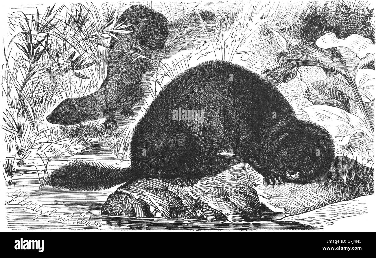 European mink, Mustela lutreola, Mustelidae, illustration from book ...