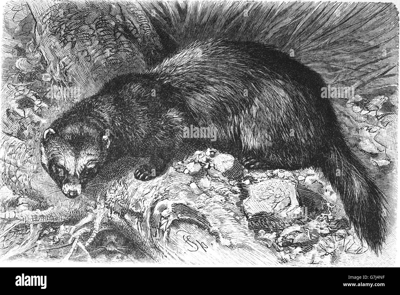 Polecat animal hi-res stock photography and images - Alamy