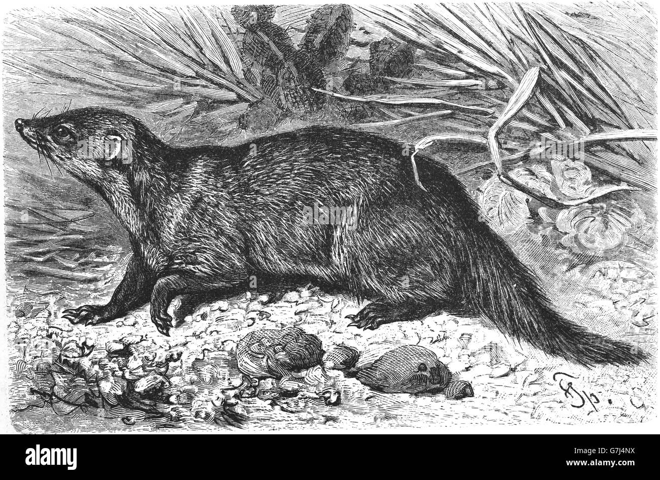 Common kusimanse, Crossarchus obscurus, illustration from book dated ...