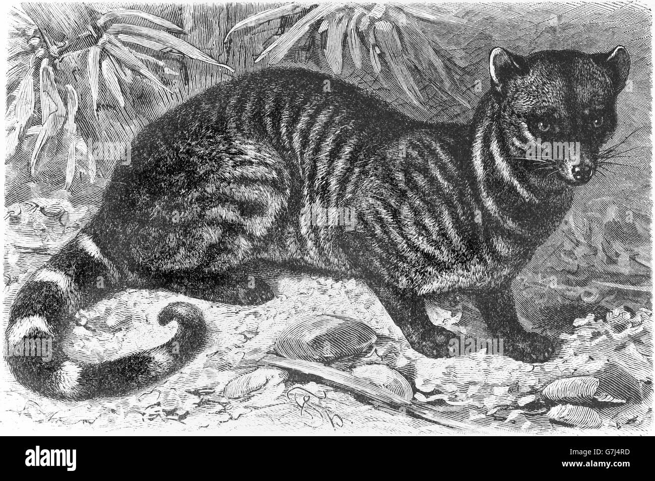 Civet species hi-res stock photography and images - Alamy
