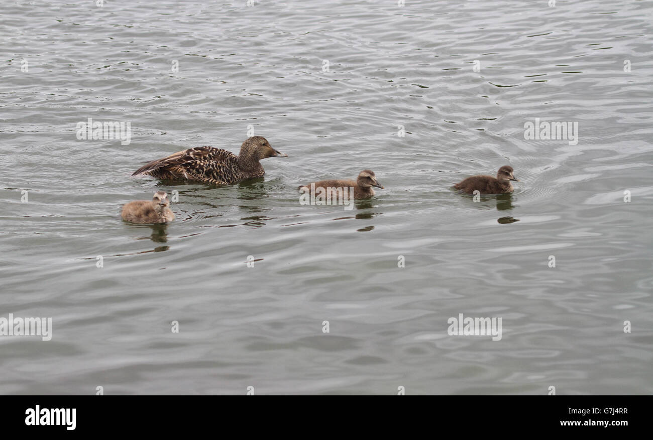 Eider duck chicks hi-res stock photography and images - Alamy