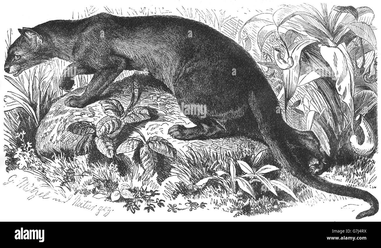 Fossa, Cryptoprocta ferox, carnivorous, Eupleridae, illustration from ...