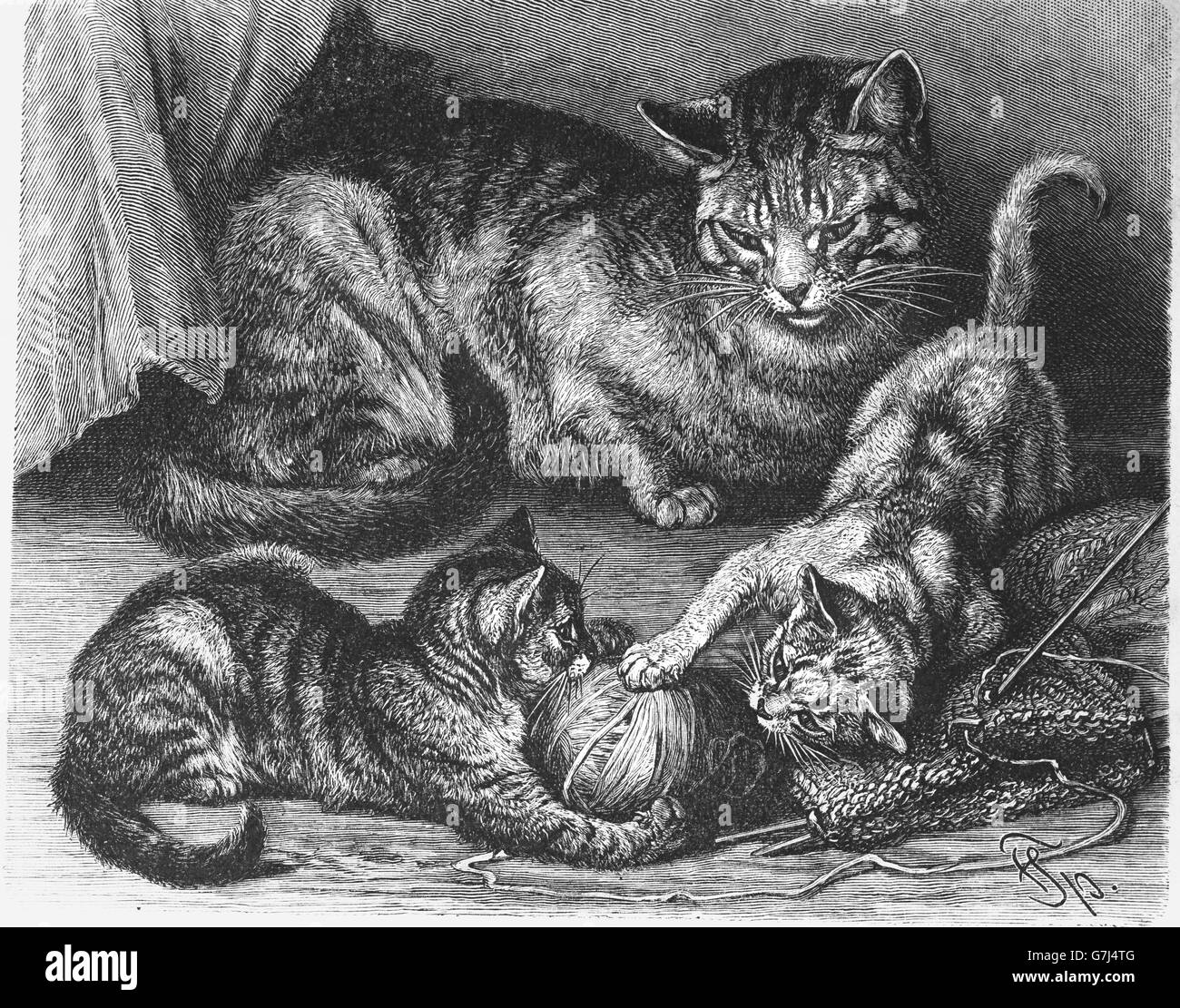 Species illustration vintage Black and White Stock Photos & Images - Alamy