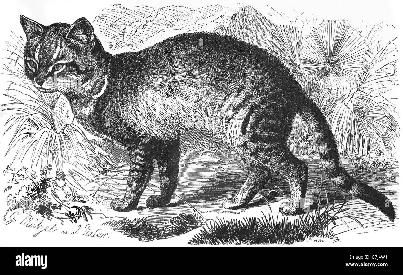 African wildcat, Felis silvestris lybica, Near Eastern wildcat ...