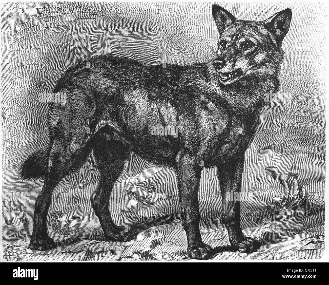 Gray wolf, grey wolf, Canis lupus, Canidae, Caninae, illustration from ...