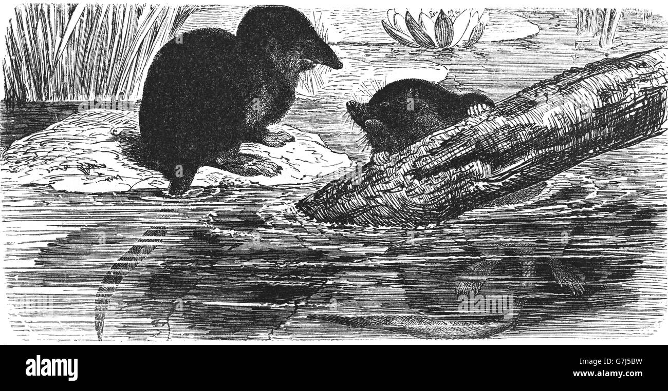 Eurasian water shrew, Neomys fodiens, illustration from book dated 1904 ...