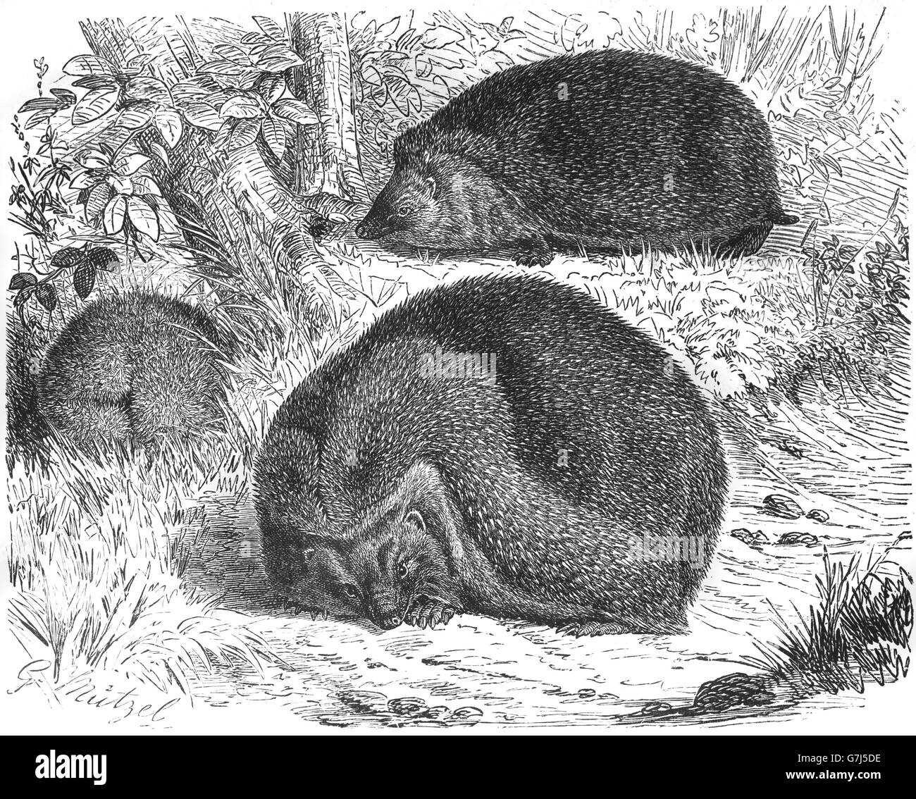 Drawing of hedgehog High Resolution Stock Photography and Images - Alamy