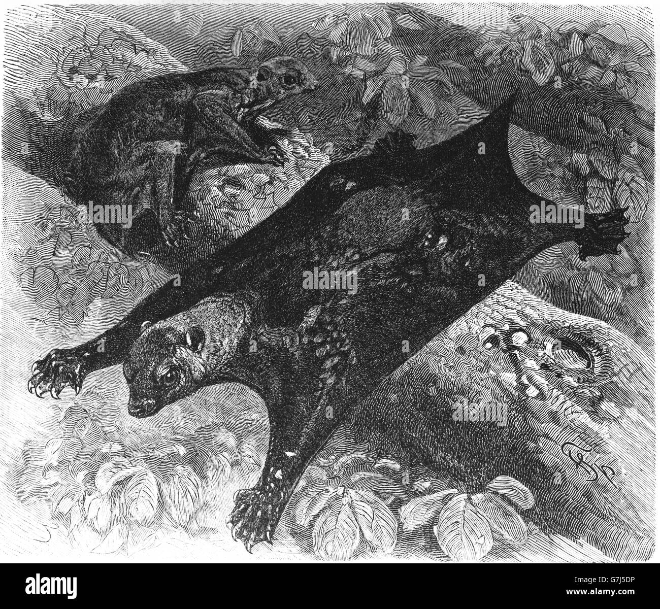 Philippine flying lemur, Philippine colugo, Cynocephalus volans ...