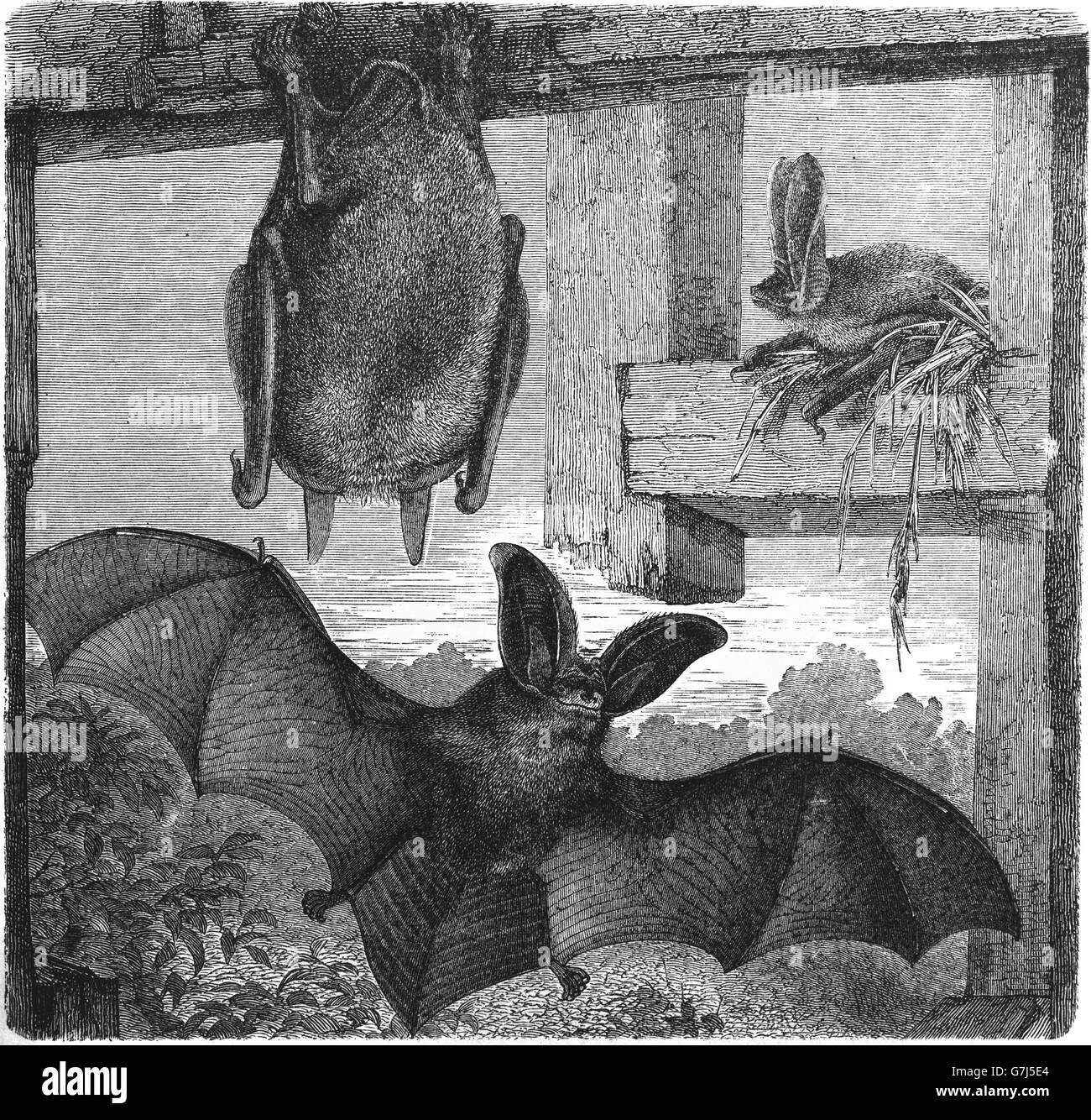 Brown long eared bat drawing hi-res stock photography and images - Alamy