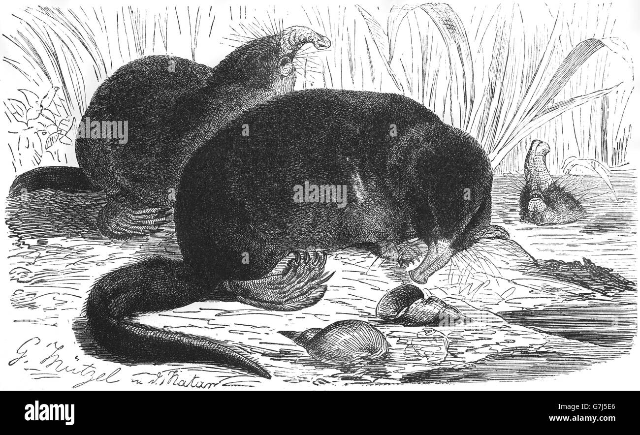 Russian desman, Desmana moschata, Talpidae, Talpinae, illustration from ...