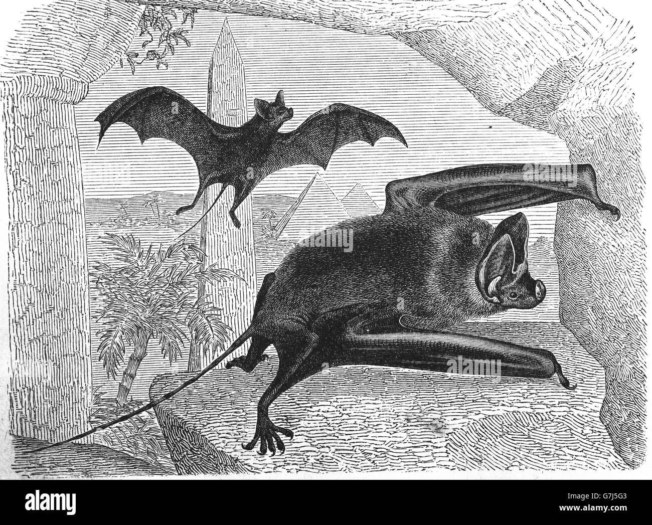 Greater mouse-tailed bat, Rhinopoma microphyllum, Rhinopomatidae ...