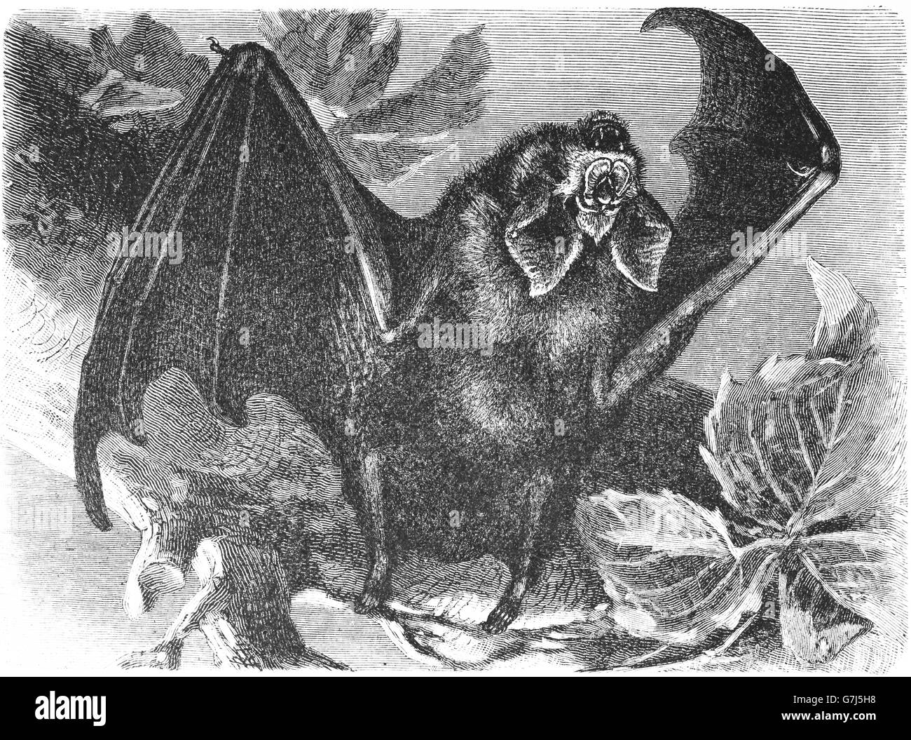 Yinpterochiroptera hi-res stock photography and images - Alamy