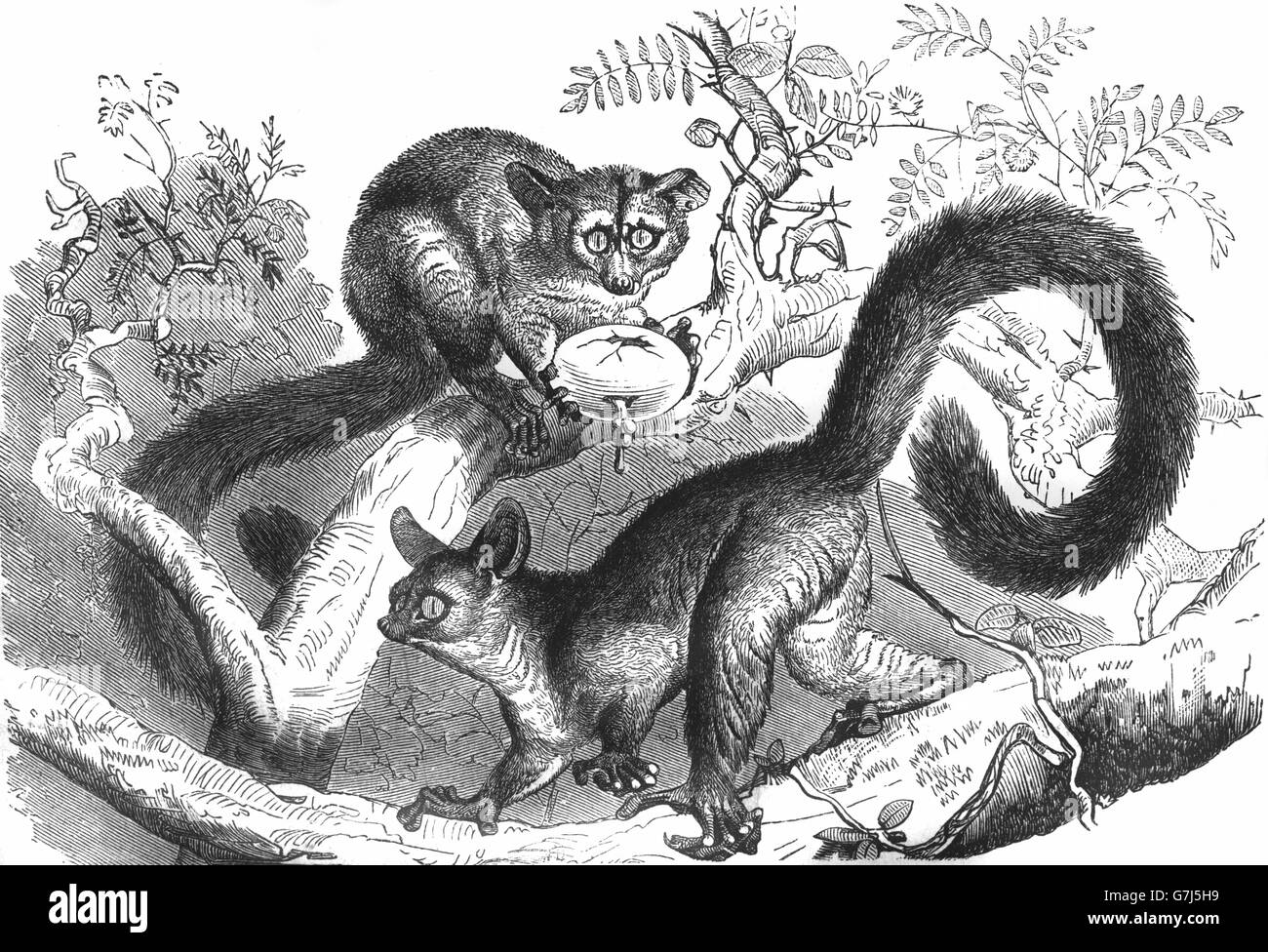 Galago senegalensis Black and White Stock Photos & Images - Alamy