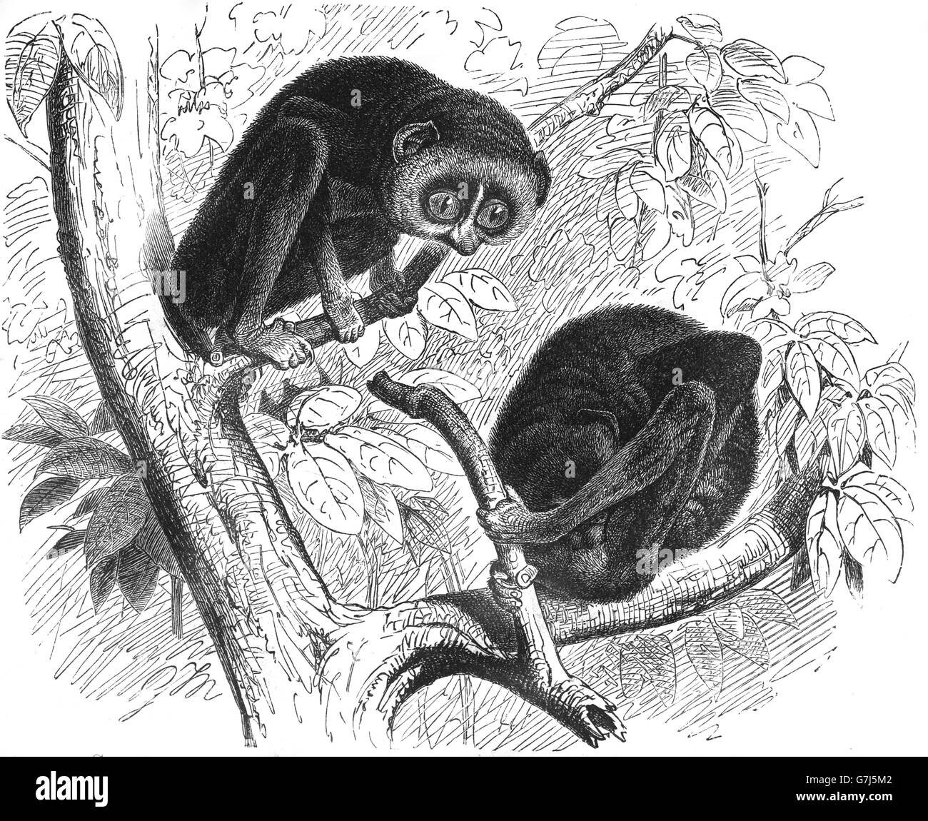 Red slender loris asia hi-res stock photography and images - Alamy