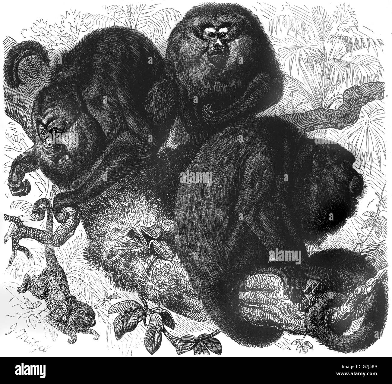 Black howler, Alouatta caraya, Atelidae, illustration from book dated ...