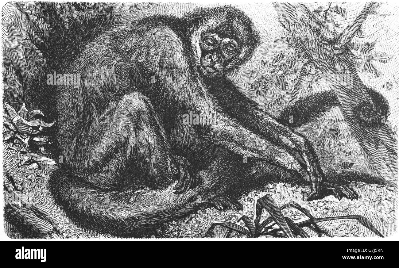 Northern muriqui, Brachyteles hypoxanthus, woolly spider monkey ...
