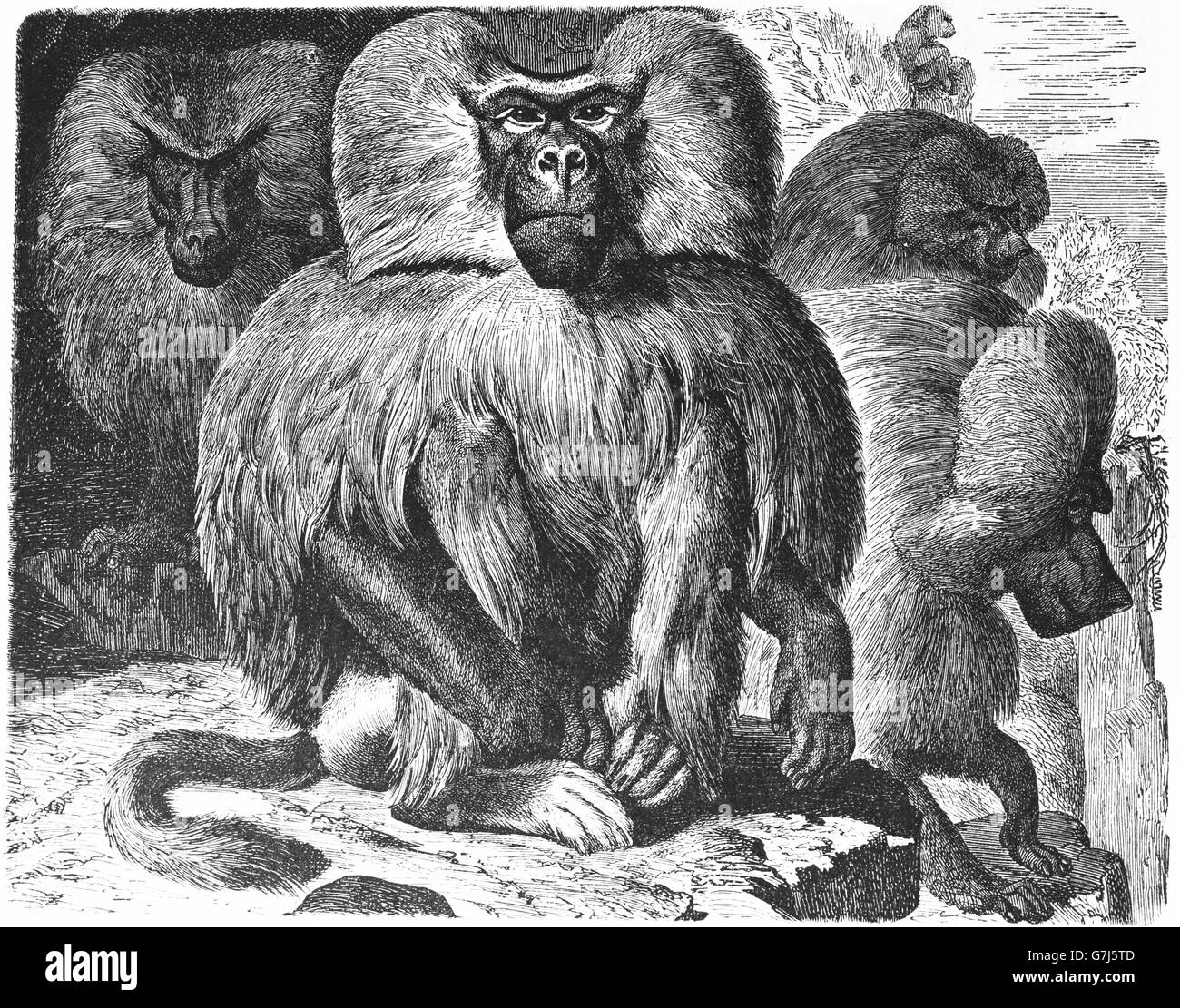 Papio species Black and White Stock Photos & Images - Alamy