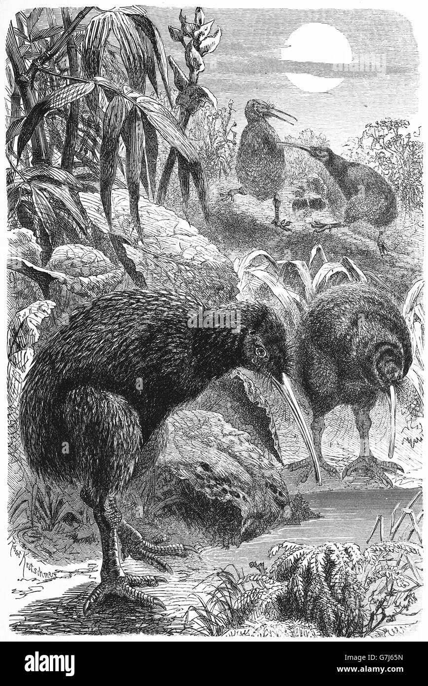 Apteryx kiwi bird nature hi-res stock photography and images - Alamy
