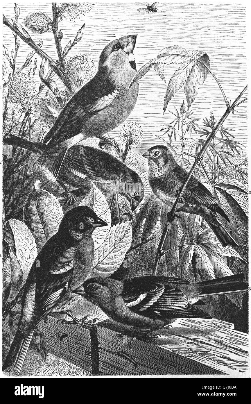 Hawfinch Black and White Stock Photos & Images - Alamy