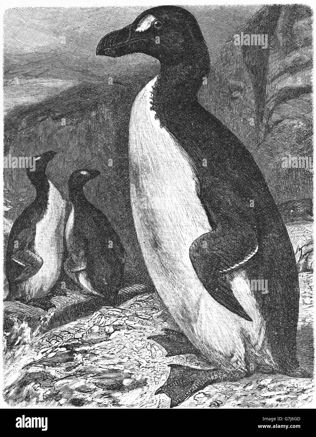 Great auk drawing Black and White Stock Photos & Images - Alamy