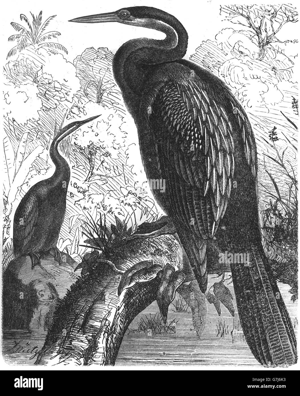 Anhinga, Anhinga anhinga, snakebird, American darter, illustration from ...