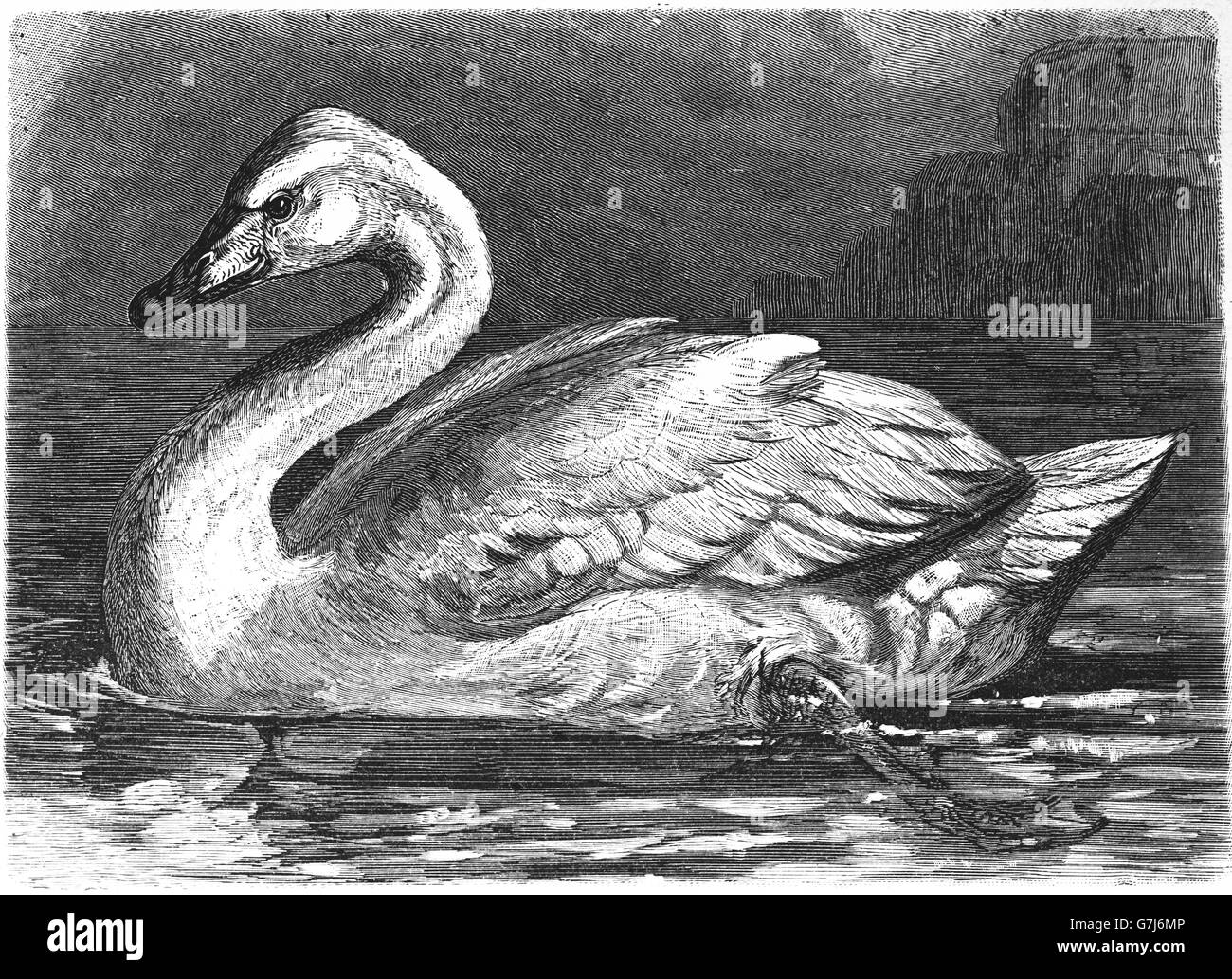 Whooper swan, Cygnus cygnus, waterfowl, illustration from book dated ...