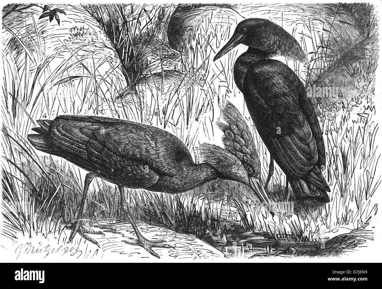 Hamerkop hammerhead scopus umbretta bird Black and White Stock Photos ...