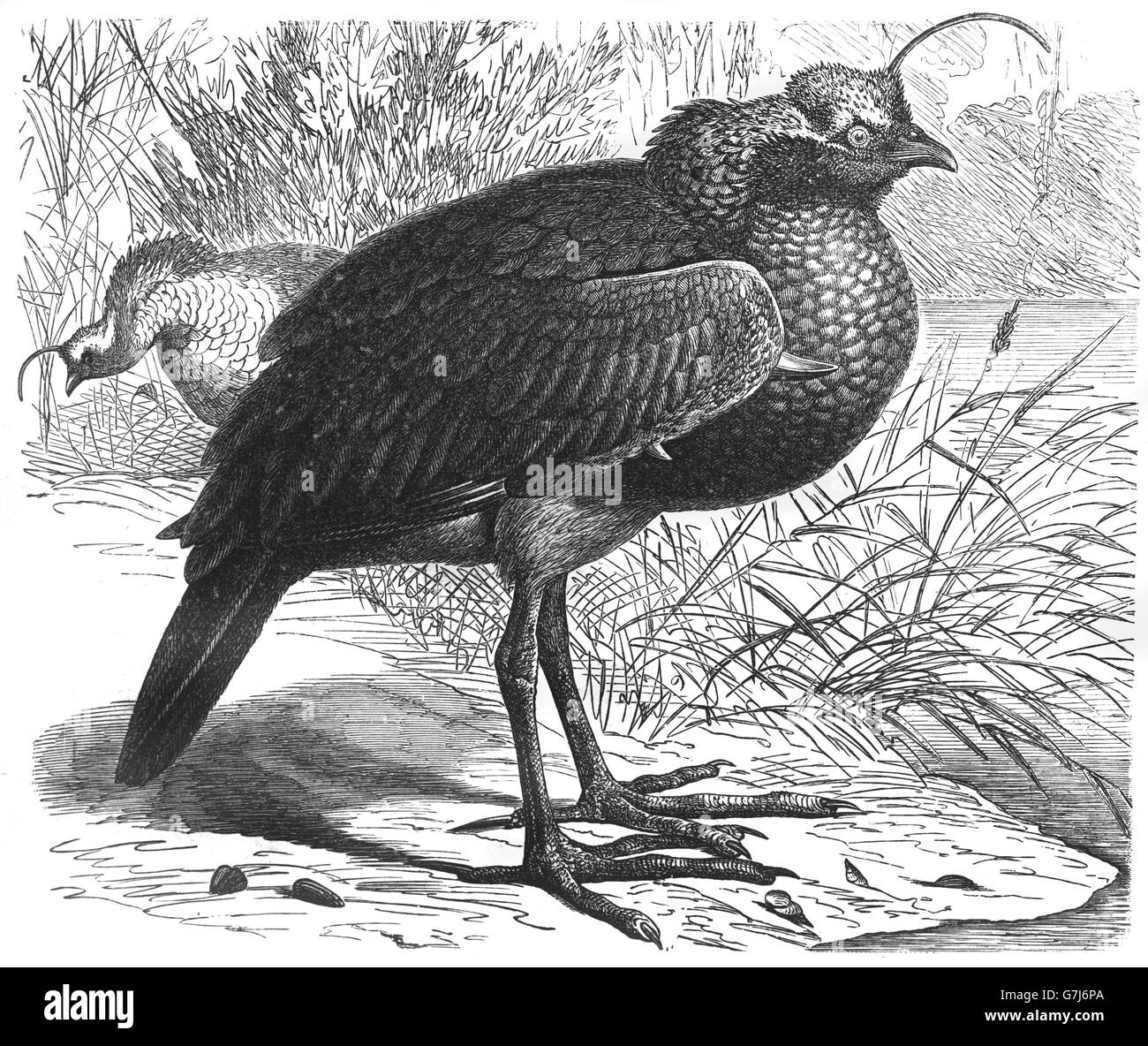 Horned screamer, Anhima cornuta, Anhimidae, illustration from book ...