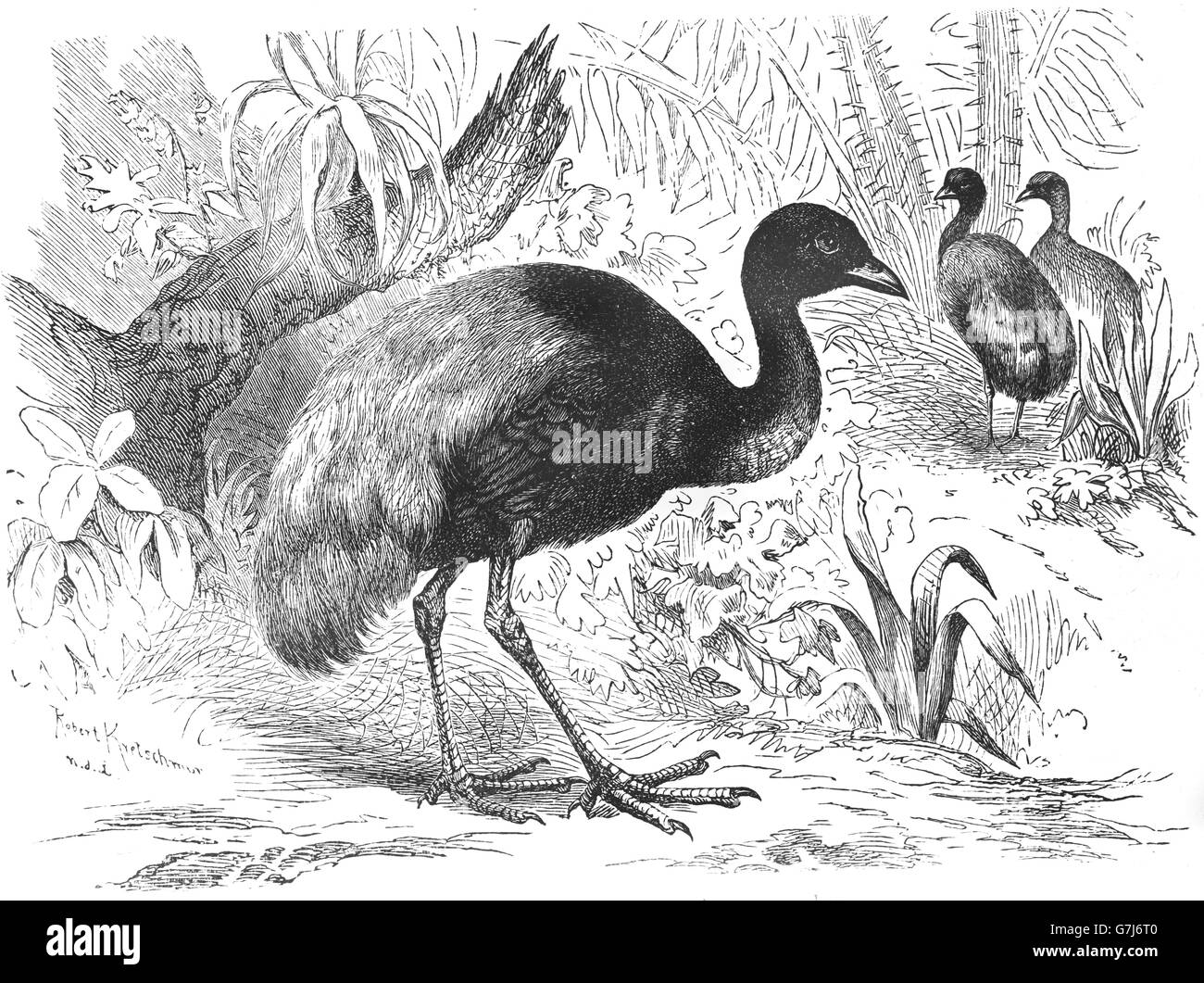 Agami heron, Agamia agami, chestnut-bellied heron, illustration from ...