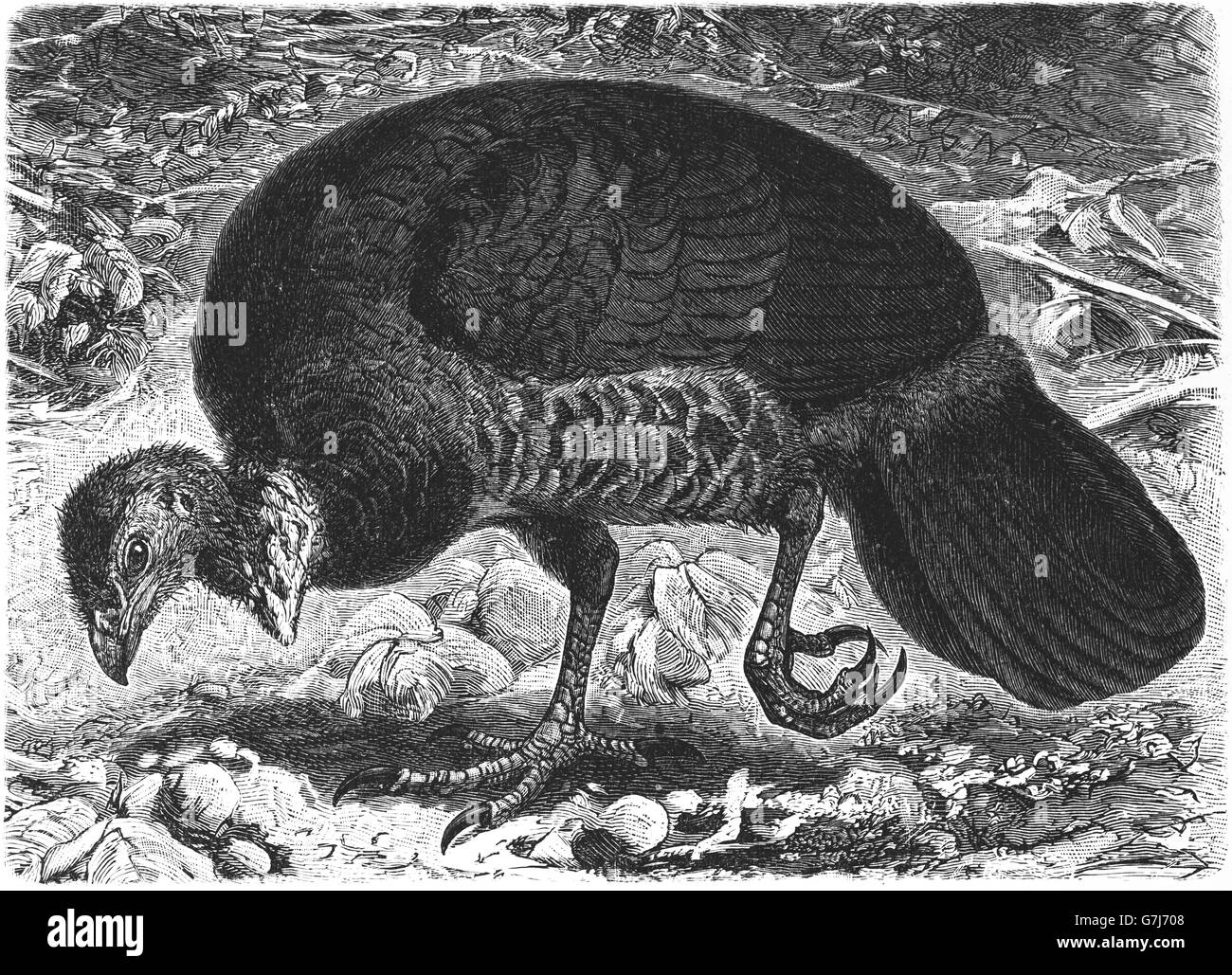 Talegalla jobiensis hi-res stock photography and images - Alamy