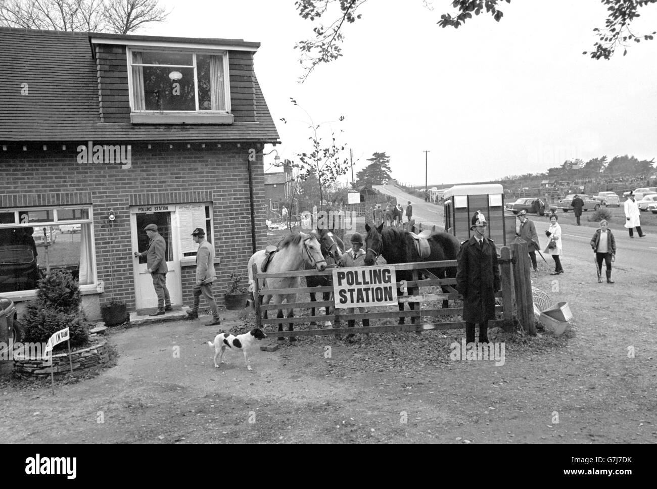 Politics voting horse hi-res stock photography and images - Alamy