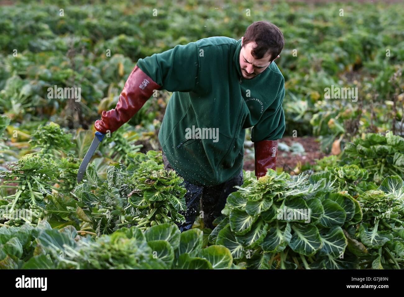 Brussels sprout harvest Stock Photo - Alamy