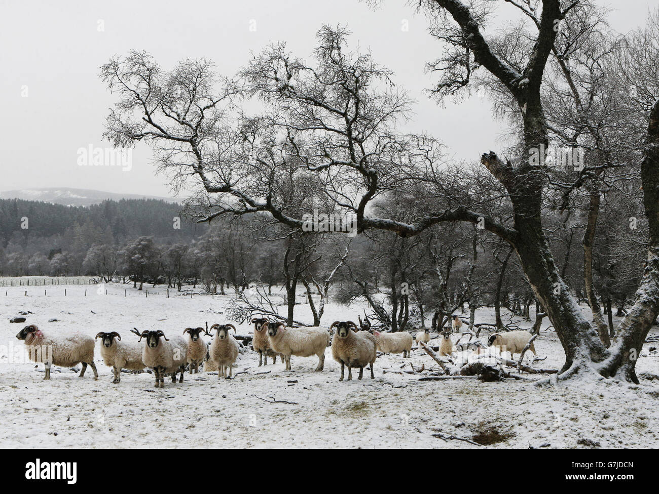Balmoral estate winter hi-res stock photography and images - Alamy