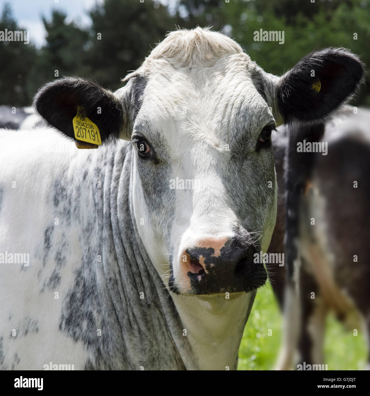 Grey and white cow hi-res stock photography and images - Alamy