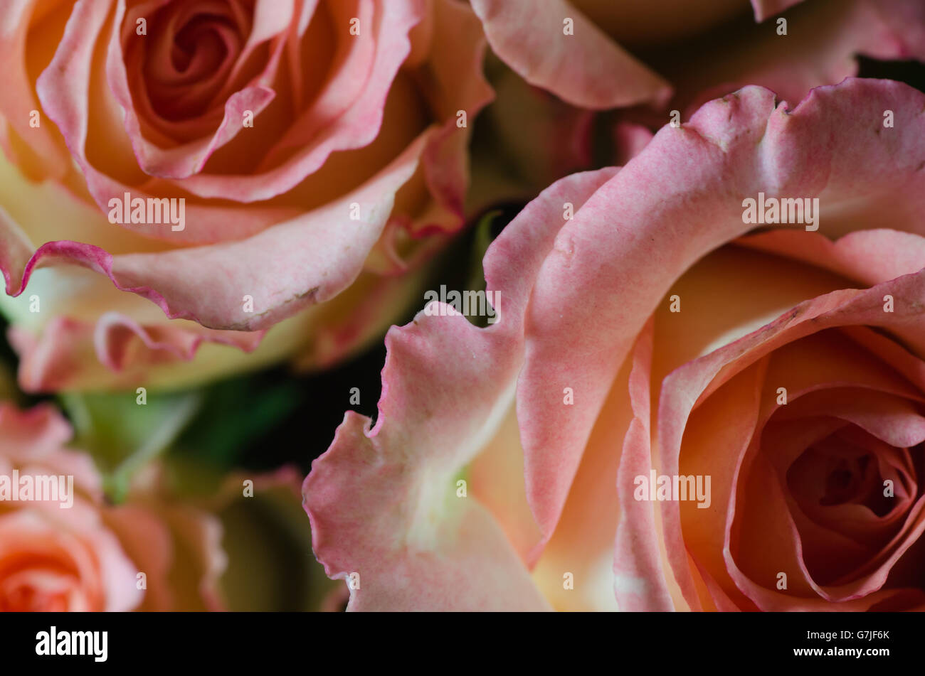 Wilted pink rose petals hi-res stock photography and images - Alamy