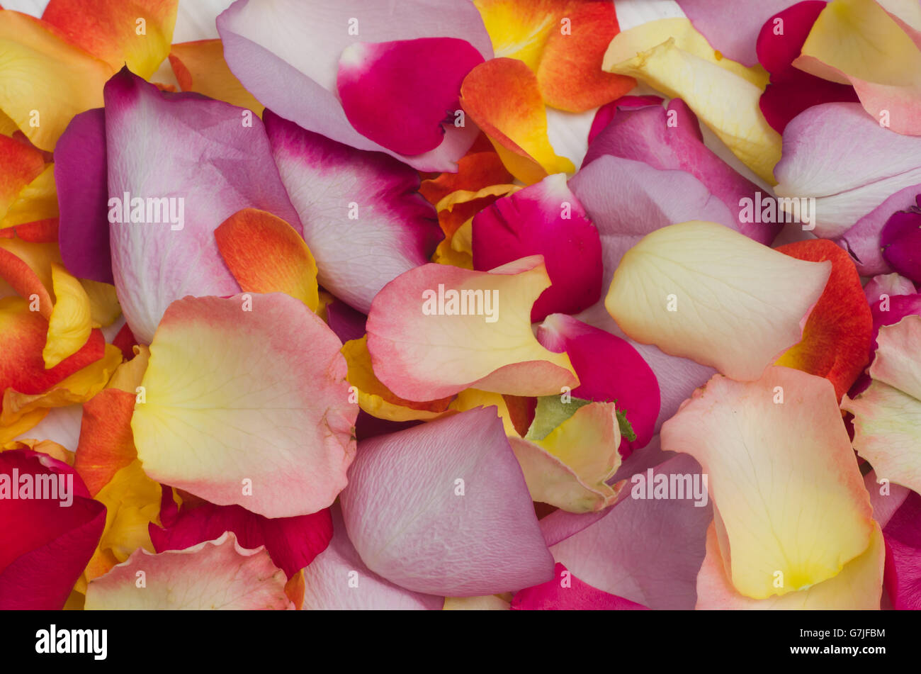closeup to multicolored rose petals Stock Photo - Alamy