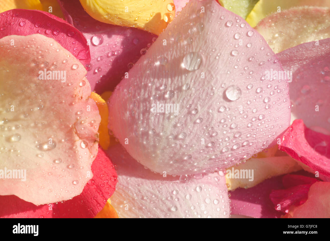 closeup to multicolored rose petals Stock Photo - Alamy