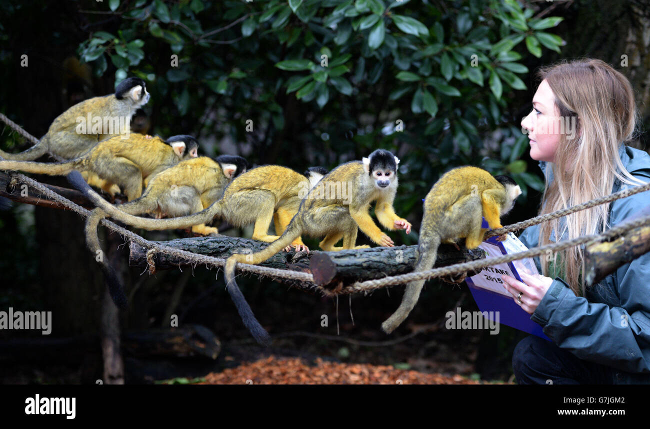 London Zoo's annual stock take. Bolivian Black Capped Squirrel Monkeys ...