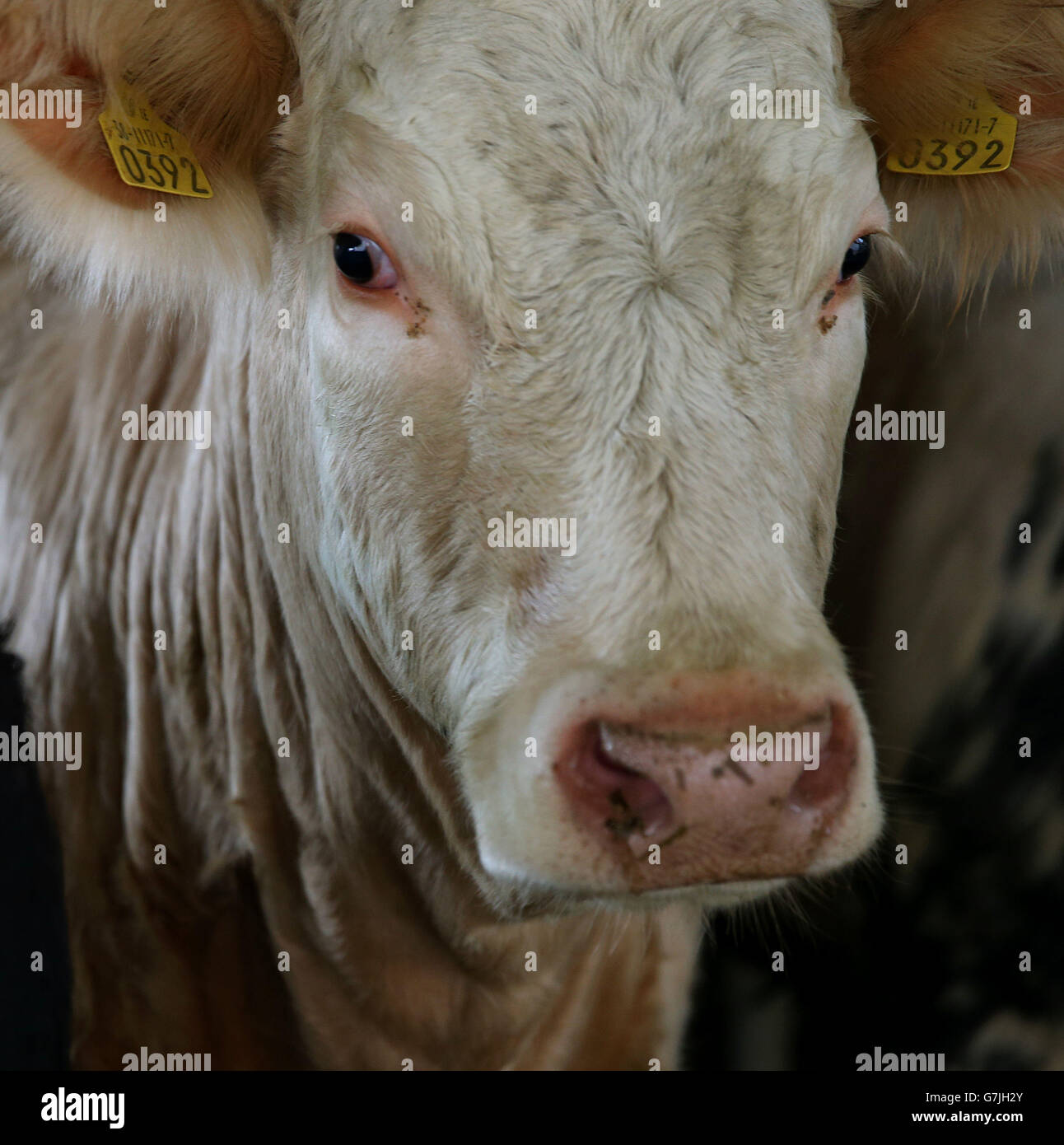 Irish beef back in US after BSE ban. Continental beef cattle at Lyons ...