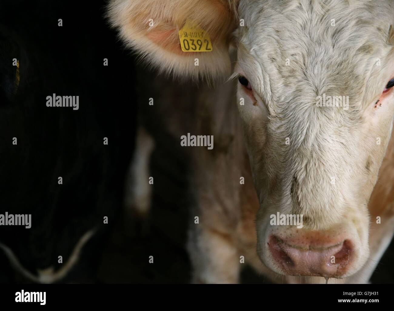 Continental beef cattle at Lyons Farm, Newcastle, Co. Kildare Stock ...